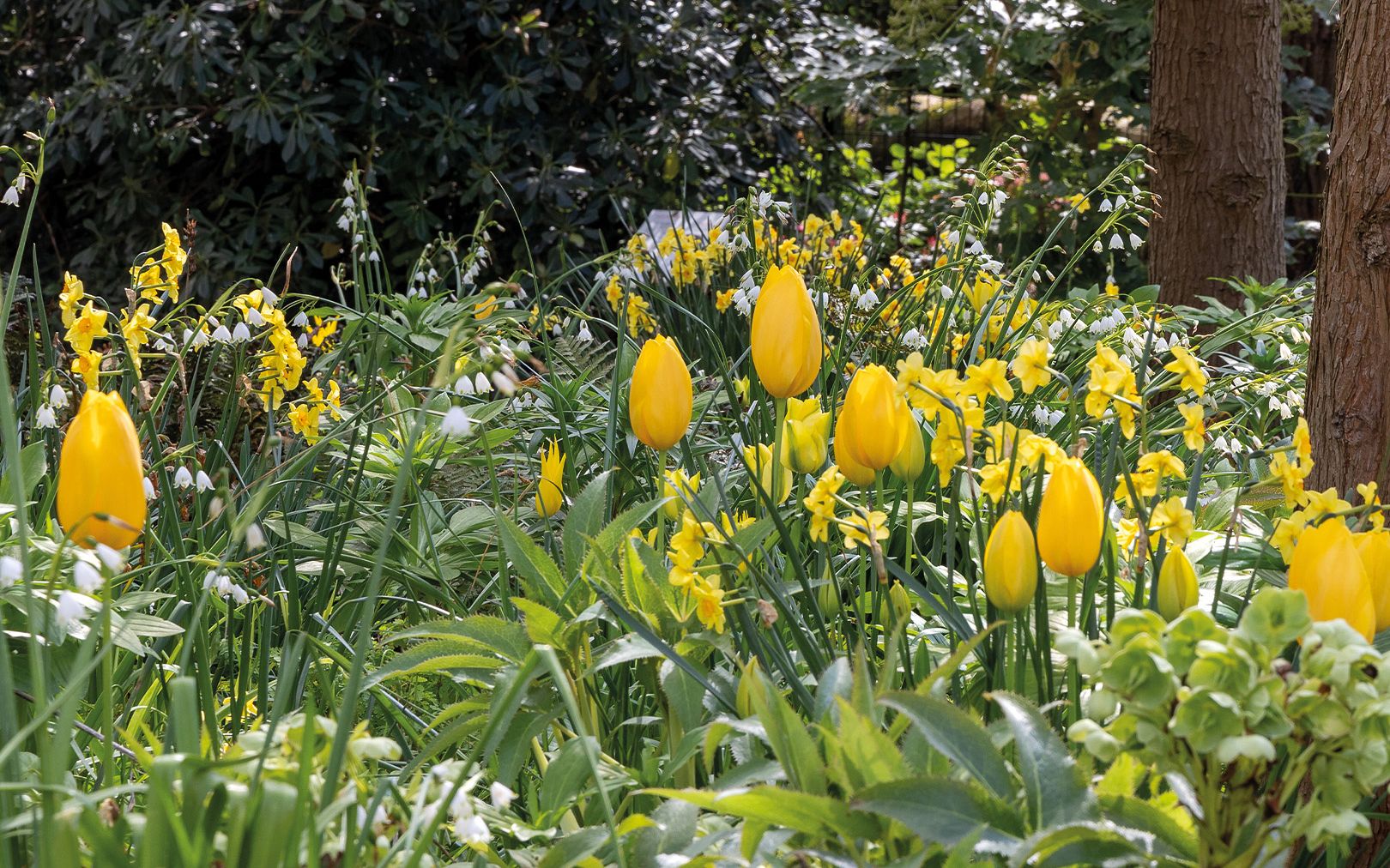 Bloembollen en vaste planten | JUB Holland