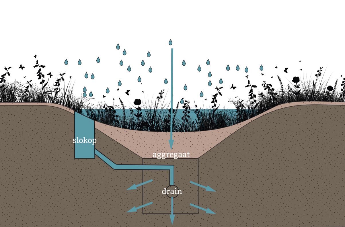 Wadi & bulb planting | JUB Holland