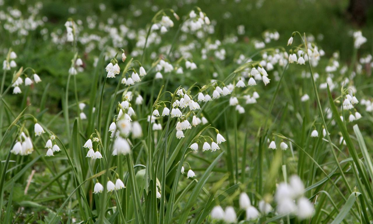 Wadi & bulb planting | JUB Holland
