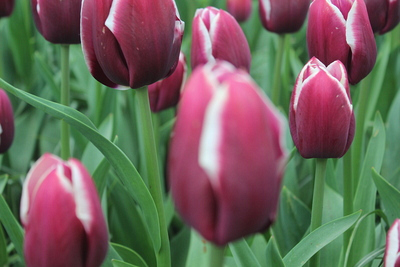 X 100 TULIPA TIRAMISU | JUB Holland