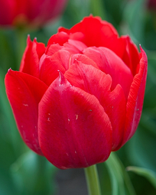 X 100 TULIPA ABBA 12/+ | JUB Holland