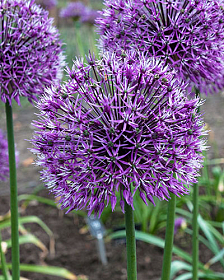 X 25 ALLIUM EARLY EMPEROR 14/+ | JUB Holland