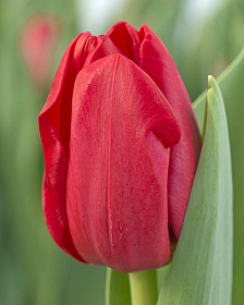 X 100 TULIPA HEARTBREAKER 12/+ | JUB Holland