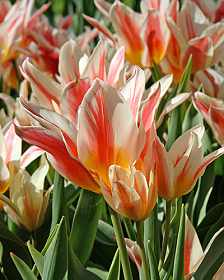 X 100 TULIPA QUEBEC 12/+ | JUB Holland