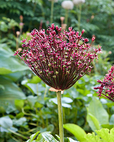 X 100 ALLIUM MAGIC 12/14 | JUB Holland