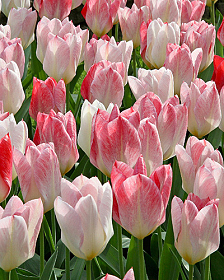 X 100 TULIPA FLAMING PURISSIMA 11/12 | JUB Holland
