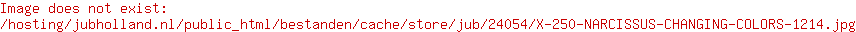 X 250 NARCISSUS CHANGING COLORS 12/14 | JUB Holland